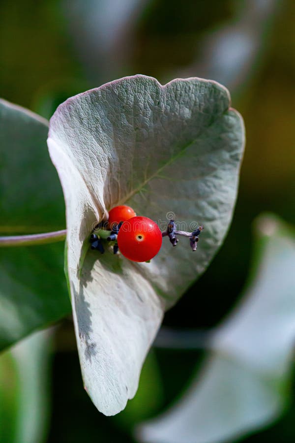 Vertical Shot of Red Small Wild Berries on a Green Stock Image - Image ...