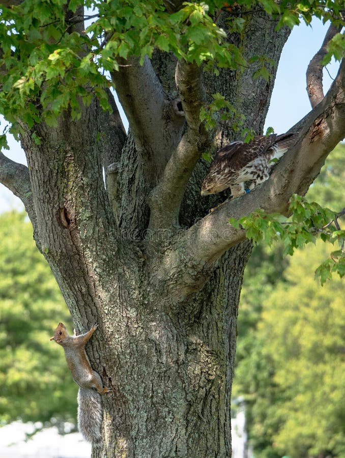 Vertical Shot of a Red-tailed Hawk Sitting on a Tree Stock Image ...