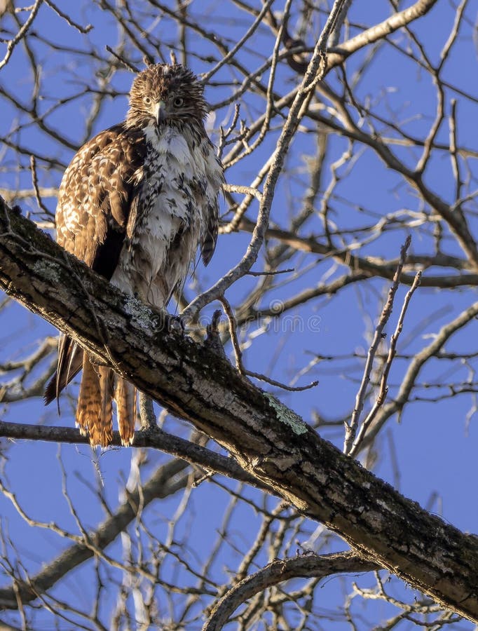 Vertical Shot of a Red-tailed Hawk Sitting in a Tree Scouring for Prey ...