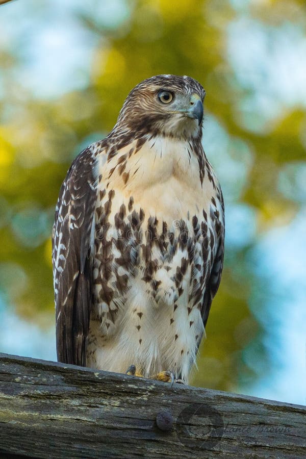 Vertical Shot of a Red-tailed Hawk on a Wood. Stock Image - Image of ...
