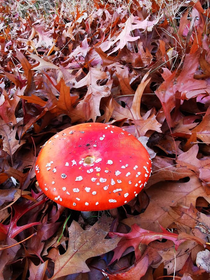 Vertical Shot of a Red Toadstool on a Forest Ground Stock Photo - Image ...