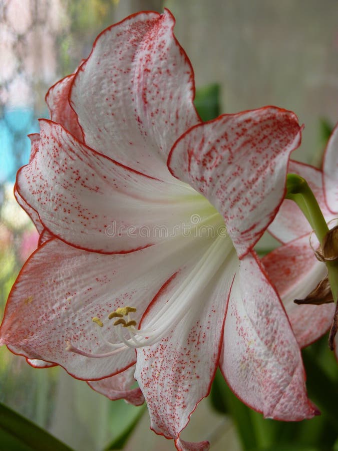Vertical Shot of a Red and White Hippeastrum Flower Stock Photo - Image ...