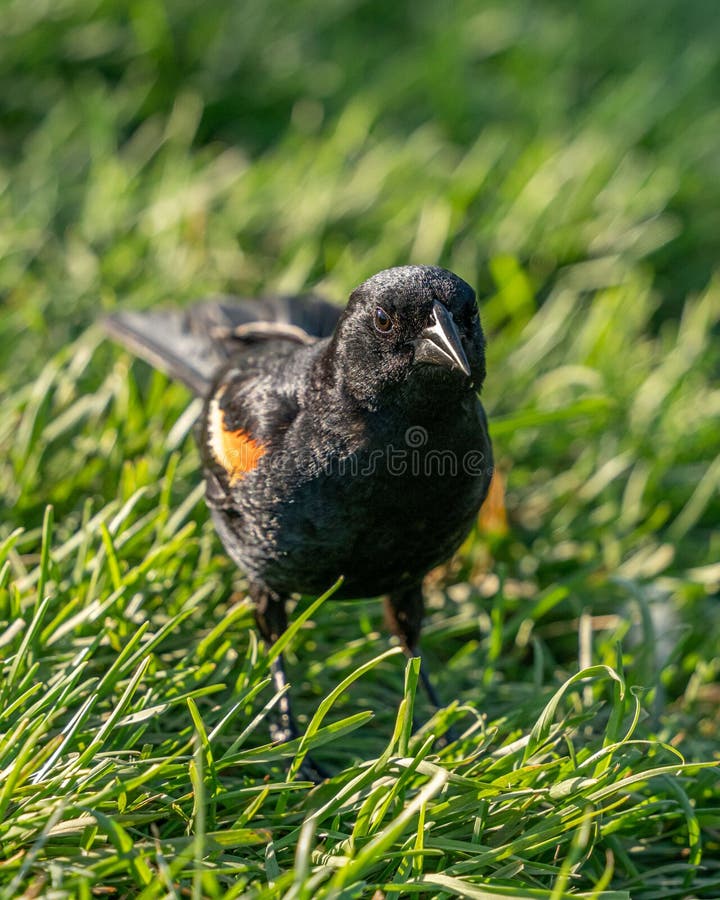 Vertical Shot of Red-winged Blackbird on the Grass Stock Photo - Image ...