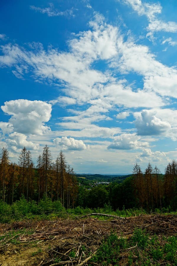 668 Deforestation Vertical Stock Photos - Free & Royalty-Free Stock ...