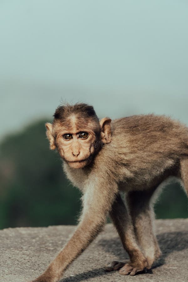 Vertical Shot of a Rhesus Macaque Monkey Walking and Looking at the ...