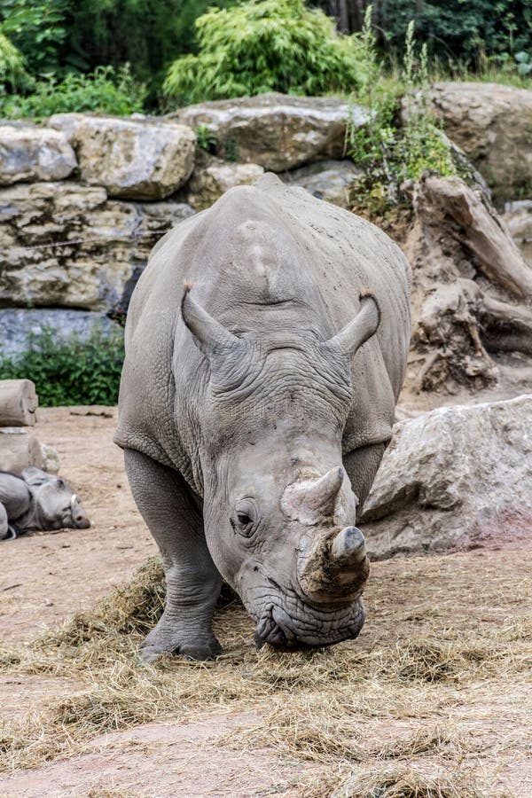 Vertical Shot of a Rhino at the Zoo Stock Photo - Image of safari ...