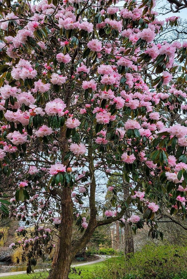 Vertical Shot of a Rhododendron Tree Stock Photo - Image of plant ...