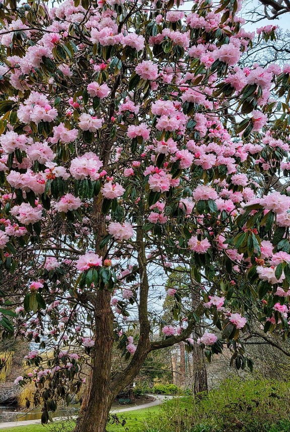 Vertical Shot of a Rhododendron Tree Stock Photo - Image of plant ...
