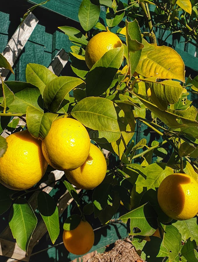 Vertical Shot of Ripe Lemons Hanging on a Tree in the Backyard Stock ...