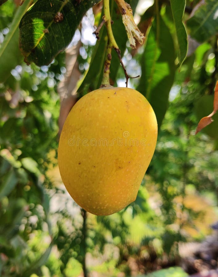 Vertical Shot of a Ripe Mango Fruit on the Tree Stock Photo - Image of ...