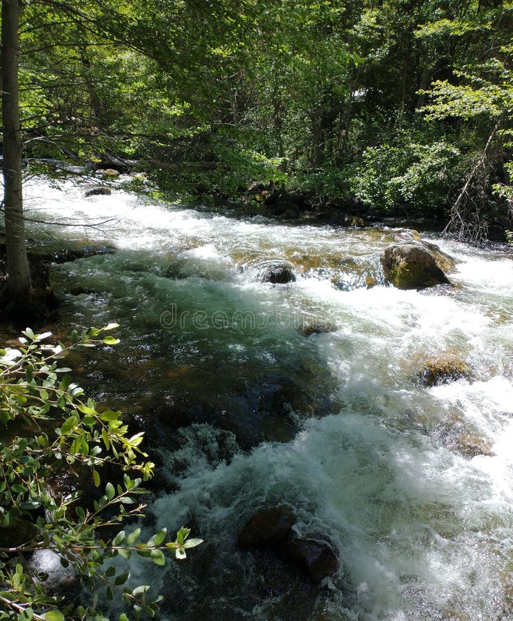 Vertical Shot of River Flowing through Forest Stock Image - Image of ...