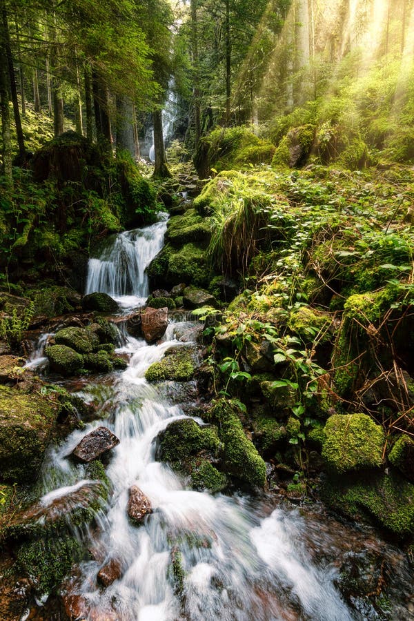 Vertical Shot of a River Flowing through a Forest Stock Image - Image ...