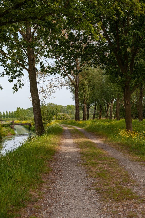Vertical Shot of a River Going through the Trees of the Forest Next To ...