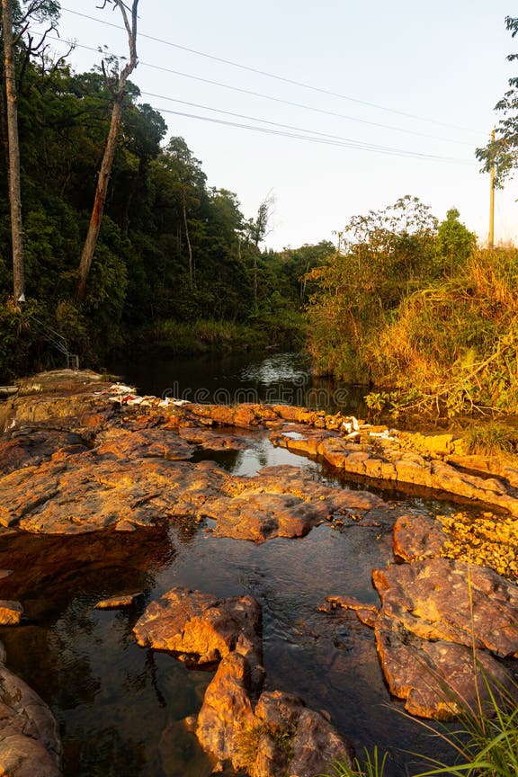 Vertical Shot of a River in the Middle of Trees in Dalat Stock Photo ...