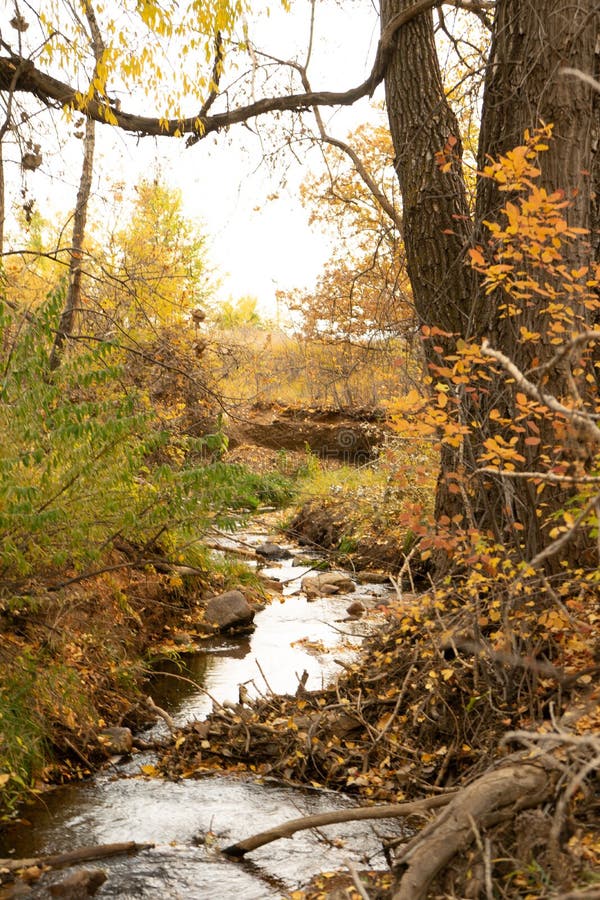 Vertical Shot of a River Streaming through a Park Stock Image - Image ...