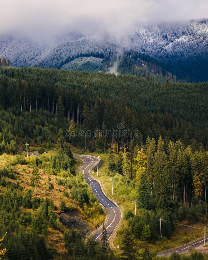 Vertical Shot of a Road between Forests Stock Photo - Image of scenic ...