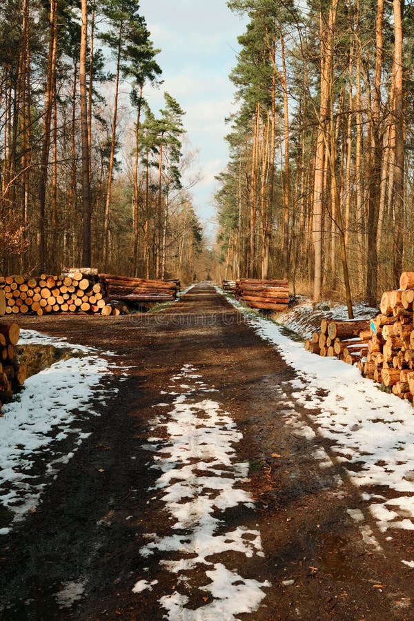 Vertical Shot of a Road and Melting Snow Around the Trees in the ...