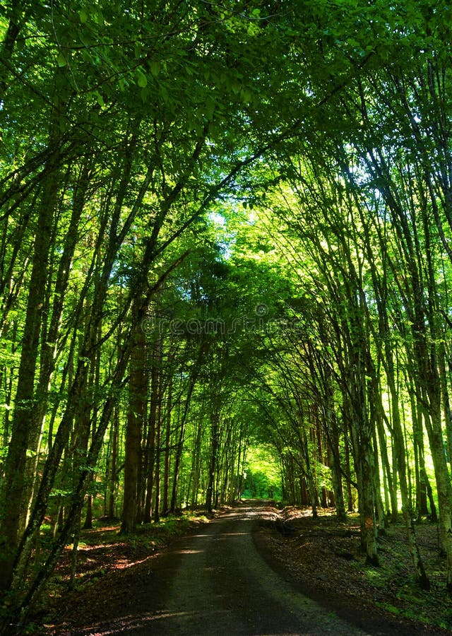 Vertical Shot of a Road through a Tree Tunnel in Spring Forest Stock ...