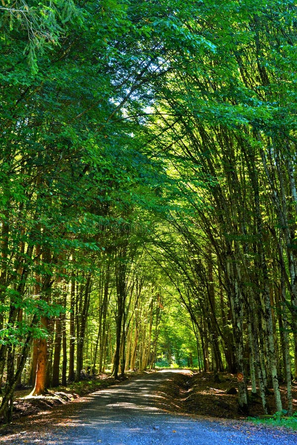 Vertical Shot of a Road through a Tree Tunnel in Spring Forest Stock ...