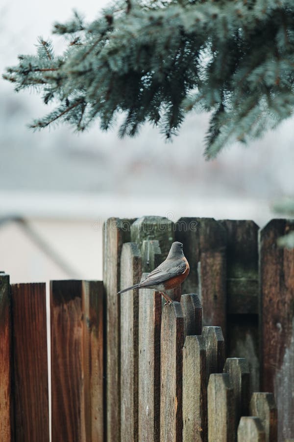Vertical Shot of a Robin Bird Perching on a Wooden Fence Stock Photo ...