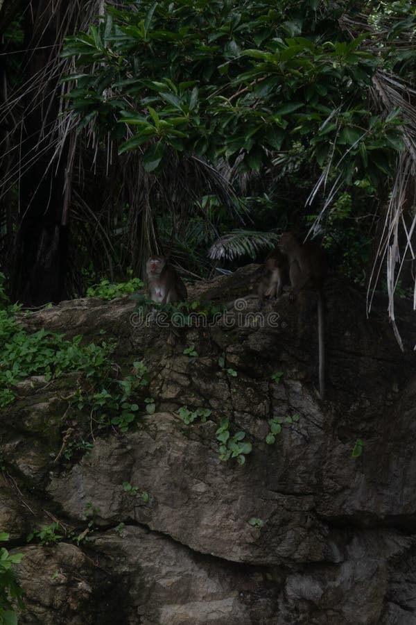 Vertical Shot of Rock with Trees and Plants Growing on it Stock Image ...