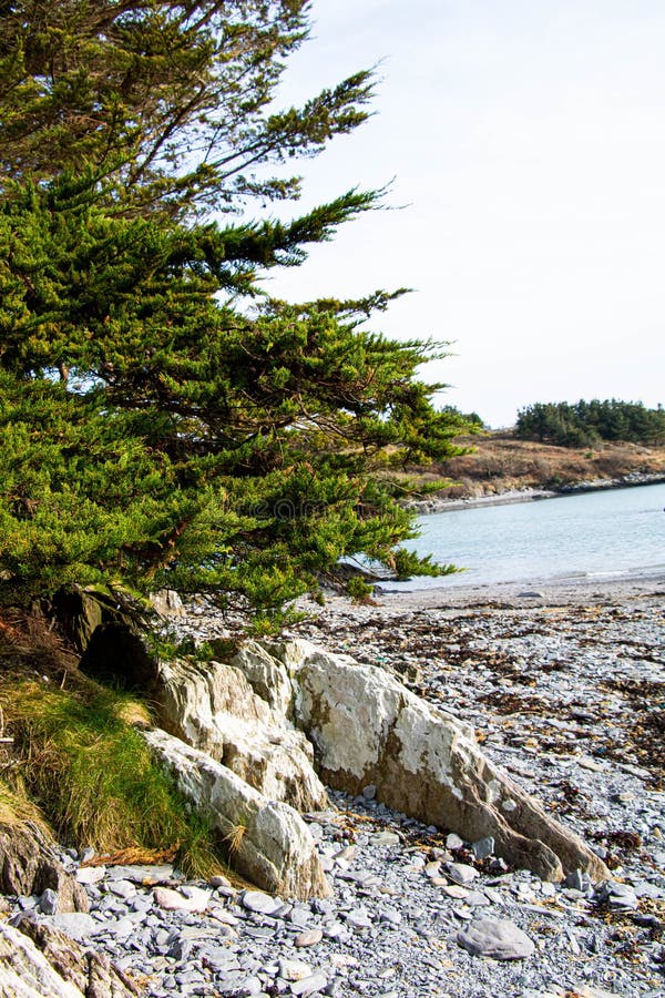A Vertical Shot of a Rocky Beach in Ireland with a Spreading Tree on ...