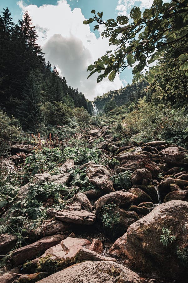 Vertical Shot of a Rocky Path in a Forest Stock Image - Image of green ...