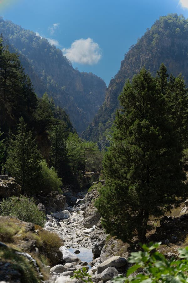 Vertical Shot of a Rocky Pathway, Green Trees on Both Sides Shadowed ...