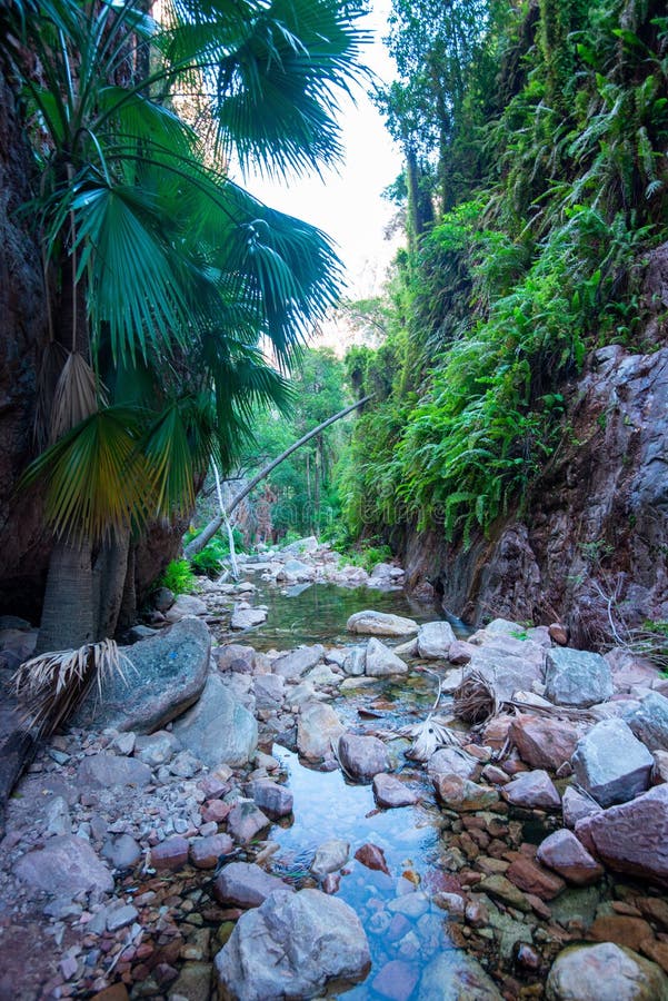 Vertical Shot of Rocky Stream in a Jungle Stock Image - Image of ...