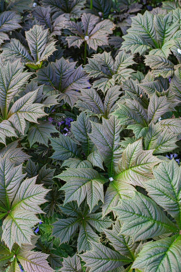 Vertical Shot of Rodgersia Plants in a Garden Stock Image - Image of ...