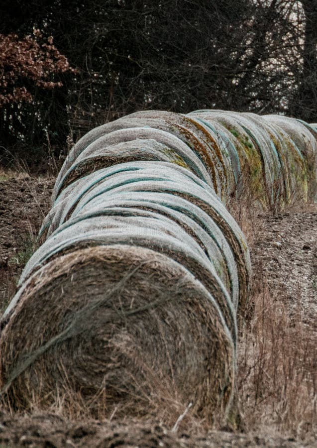 Vertical Shot of a Rolled Hay with a Forest in the Background Stock ...