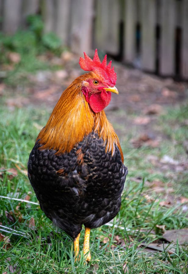 Vertical Shot of a Rooster in a Farm Stock Image - Image of ground ...