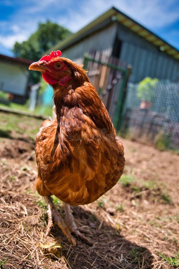 Vertical Shot of a Rooster on the Farm on a Sunny Day Stock Photo ...