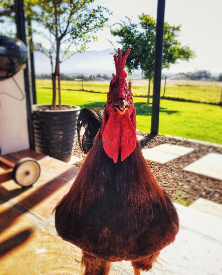 Vertical Shot of a Rooster Looking Right at the Camera Stock Image ...