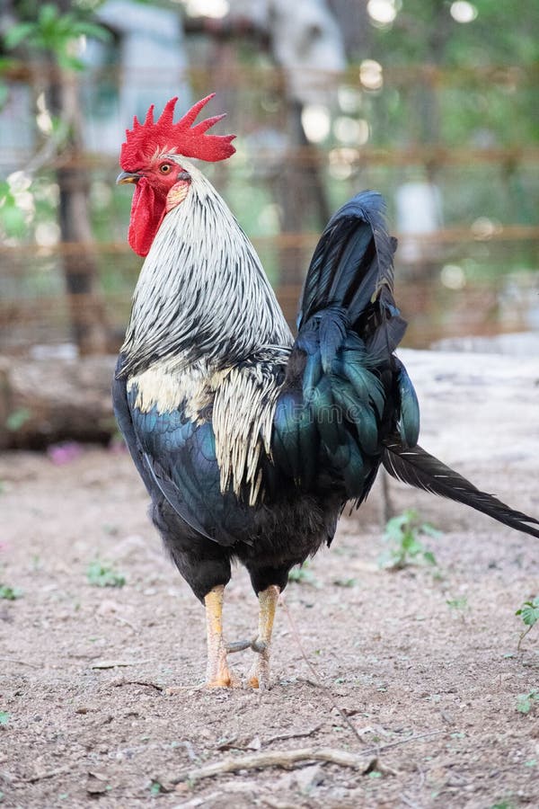 Vertical Shot of Rooster Standing and Looking Side Stock Image - Image ...