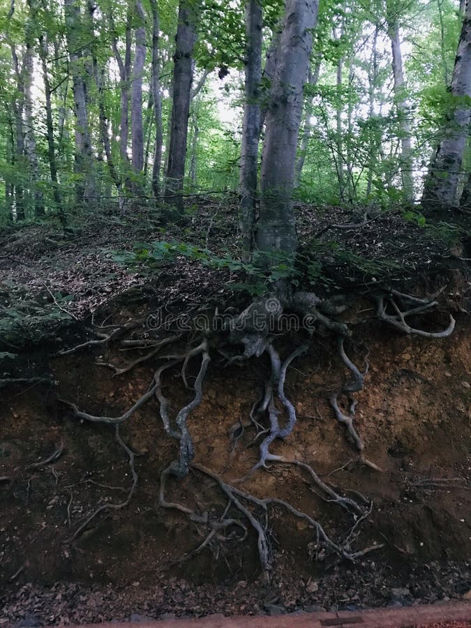 Vertical Shot of the Roots of Trees in a Forest Stock Photo - Image of ...