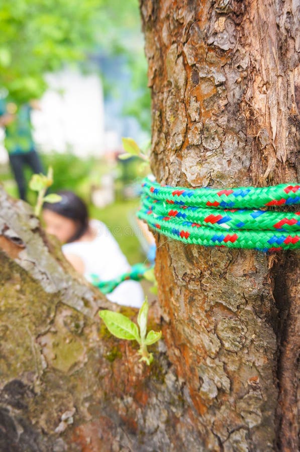 Vertical Shot of a Rope Wrapped Around a Tree Stock Image - Image of ...