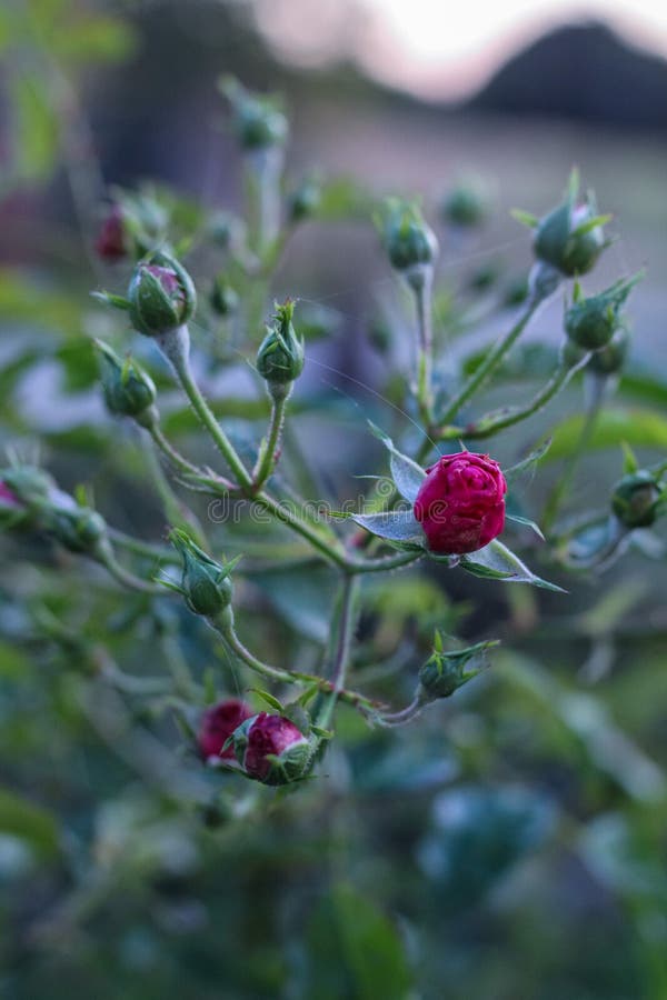 Vertical Shot of Rose Buds in a Blur Stock Image - Image of garden ...