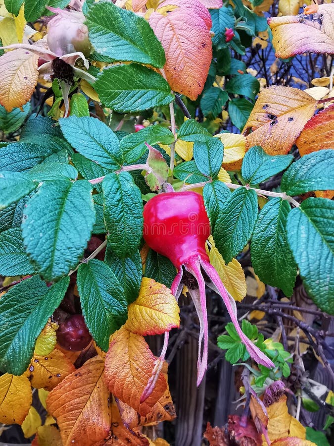 Vertical Shot of a Rose Hip Growing on the Tree Stock Image - Image of ...