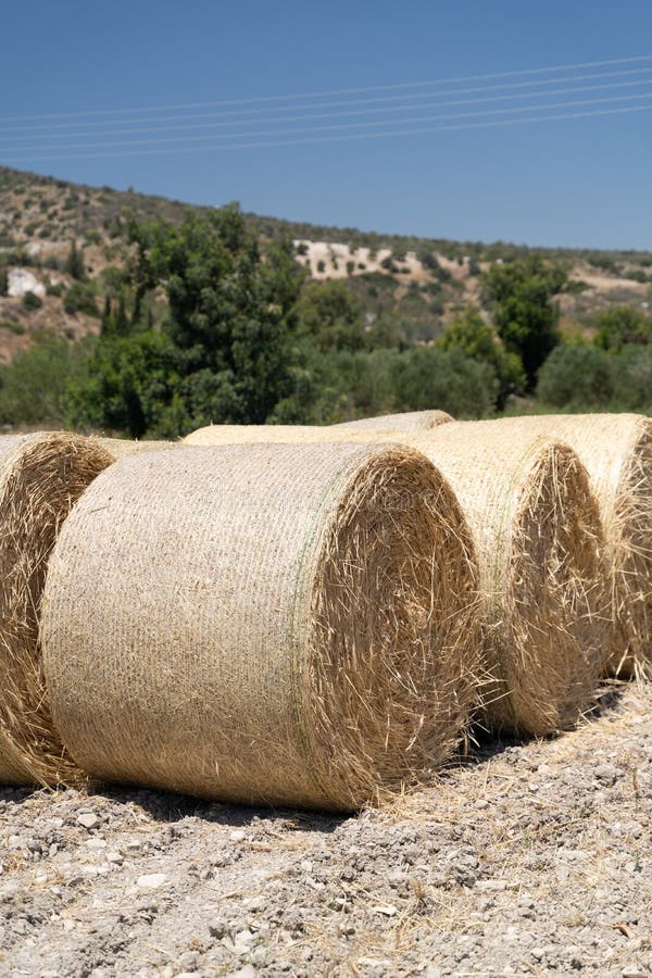 Vertical Shot of Round Piles of Hay in the Field with Trees on the ...