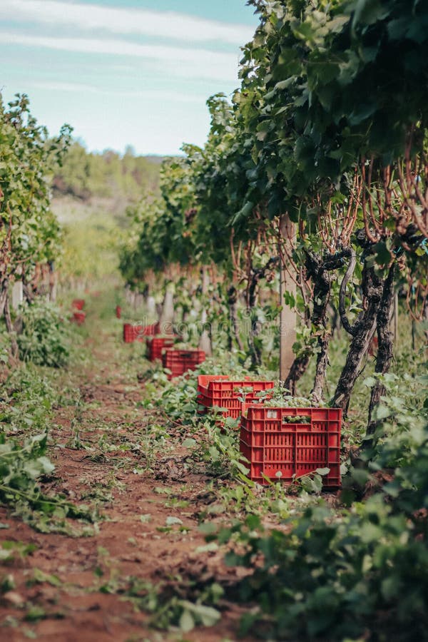 Vertical Shot of Row of Red Boxes Full of Fresh Grapes Under Grapevines ...