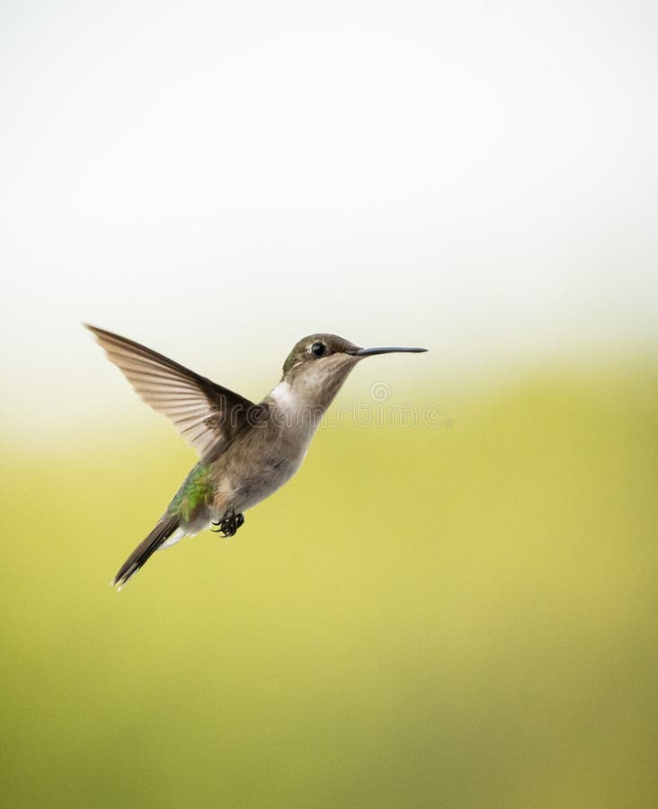 Vertical Shot of a Ruby-throated Hummingbird Stock Image - Image of ...