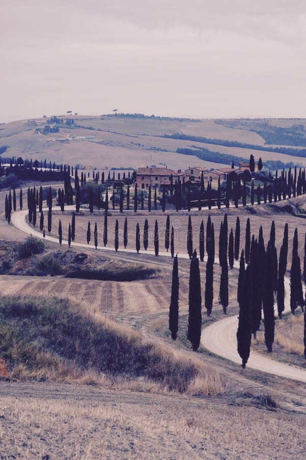Vertical Shot of the Rural Path with Rows of Trees. Tuscany, Italy ...