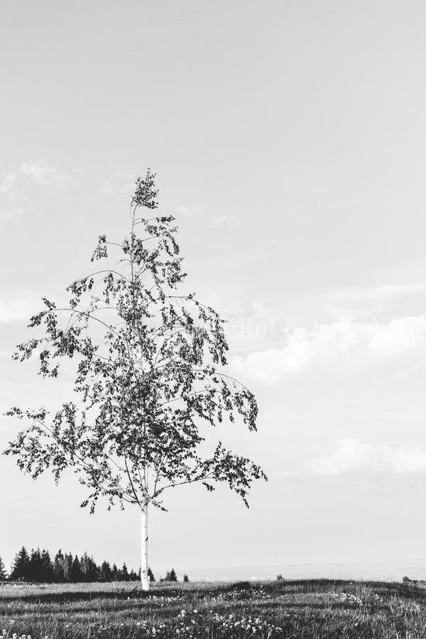 Vertical Shot of a Rural Scenery in Grayscale Stock Photo - Image of ...
