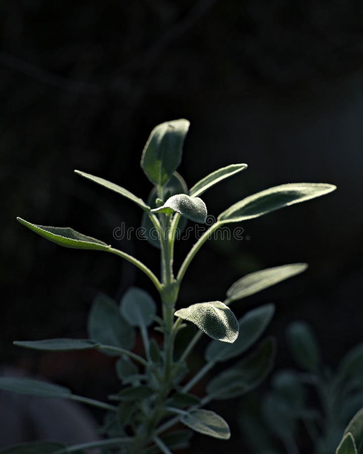 Vertical Shot of a Sage Plant Growing in a Garden Stock Photo - Image ...