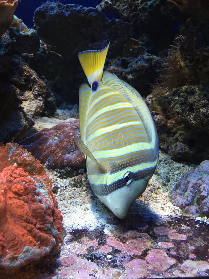 Vertical Shot of a Sailfin Tang Fish in the Aquarium Stock Image ...