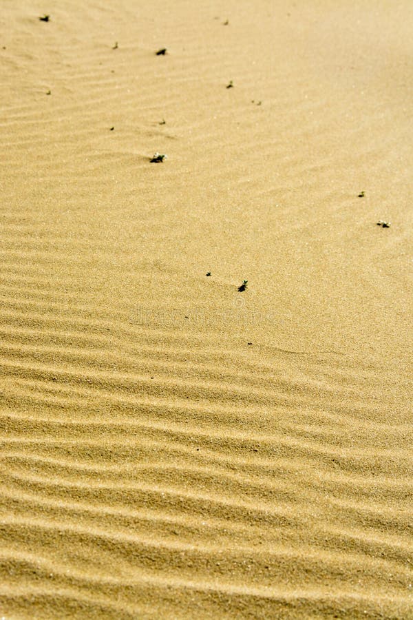 Vertical Shot of the Sand Dunes Stock Photo - Image of high, shot ...