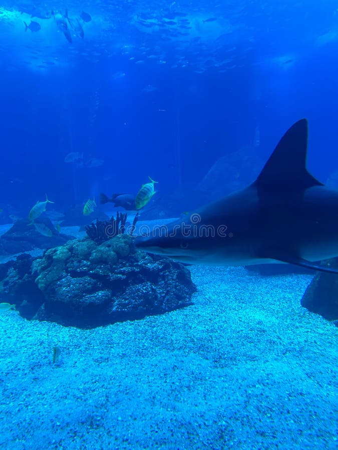Vertical Shot of a Sandbar Shark Swimming Underwater Stock Photo ...