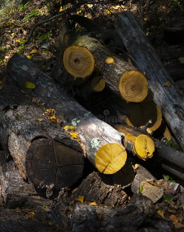 Branches of Different Breeds of Trees Set Stock Photo - Image of bare ...