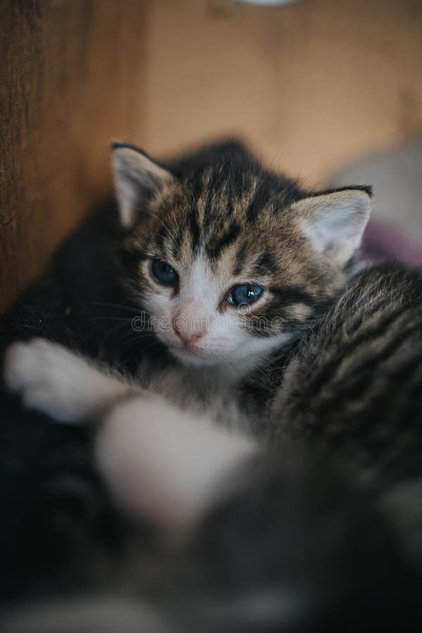 Vertical Shot of a Scared Newborn Tabby Cat Looking at the Camera with ...